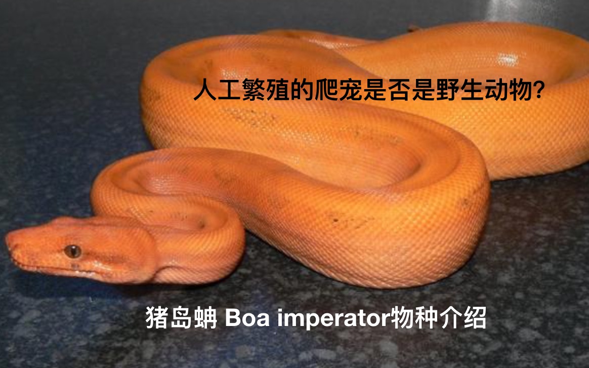 【爬行动物spotlight第四期】简单介绍猪岛蚺,人工繁殖的爬宠究竟是否...