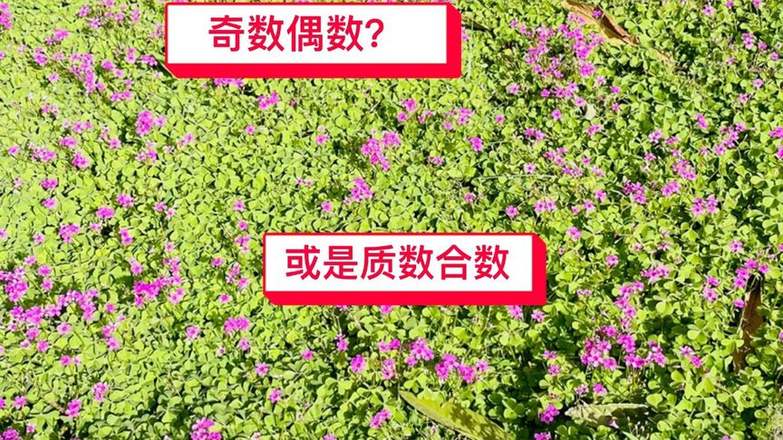奇数偶数或是质数合数(数的整除概念梳理之二)