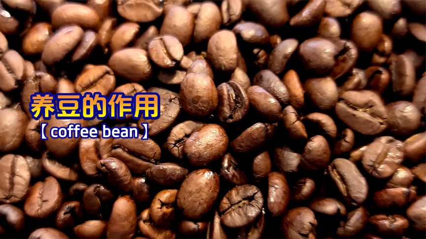 你知道咖啡豆该怎么养才好喝吗?