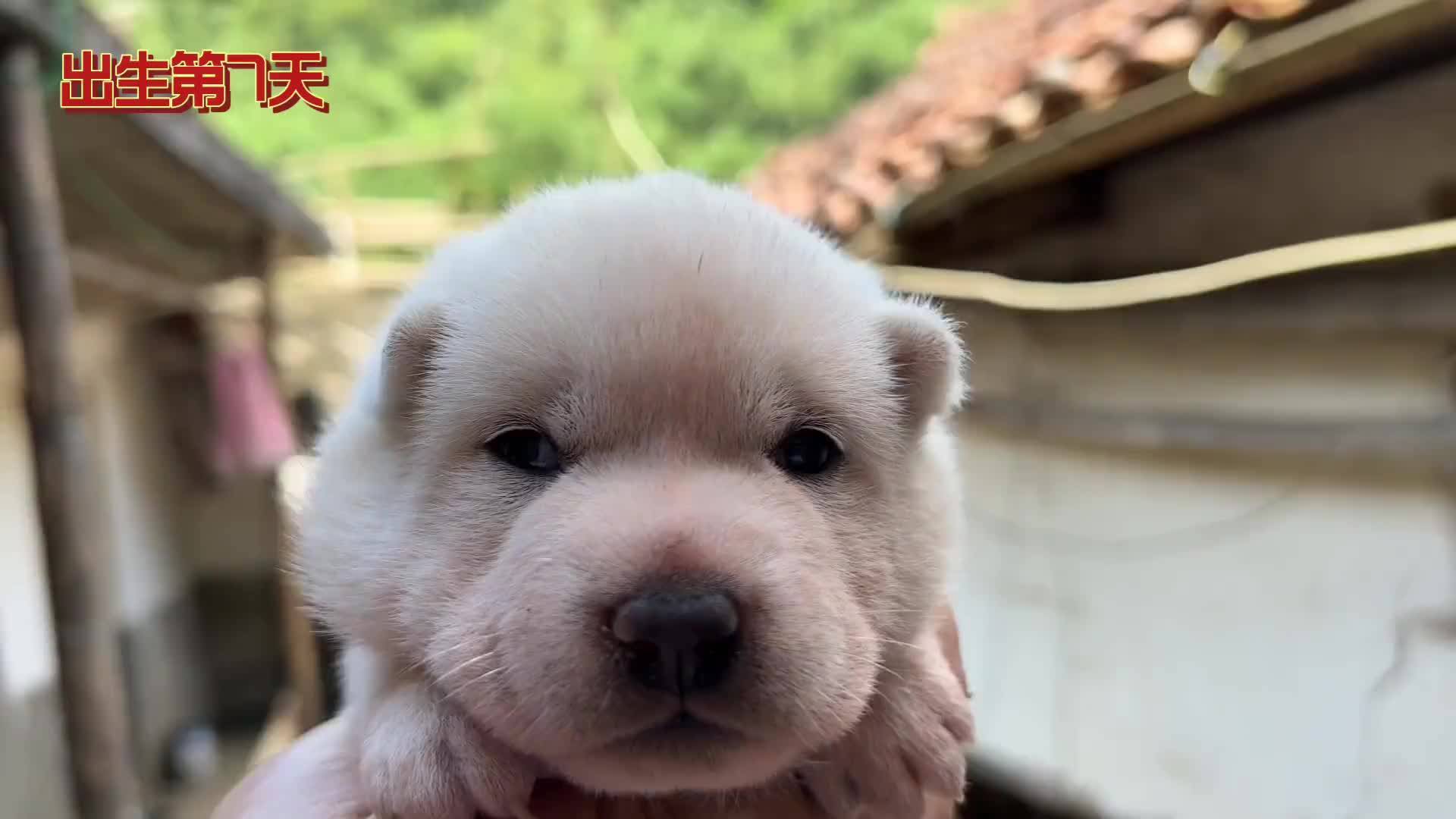 小时候冲我骂脏话的小狗,去上海开启新生活咯
