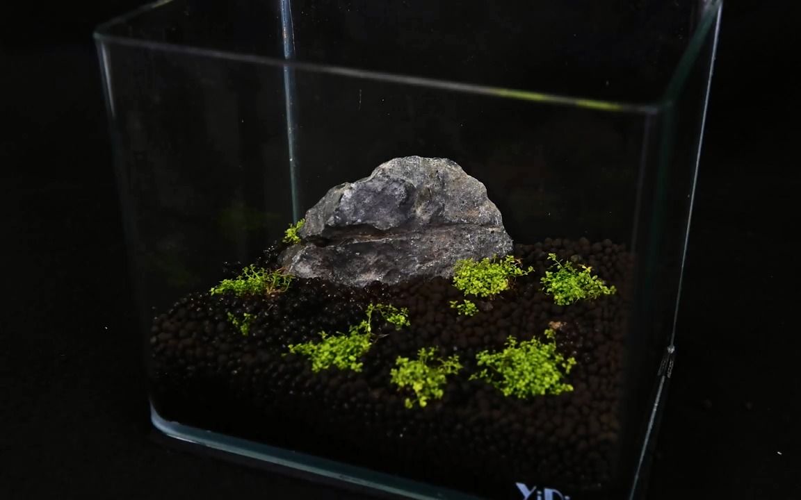 ...种植迷你矮珍珠不用co2不长藻 简单种出迷你矮珍珠草皮 无水启动...
