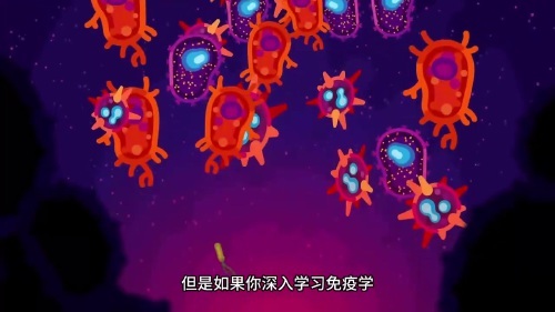 中性粒细胞和单核细胞都是吞噬作用,他们有什么区别呢?