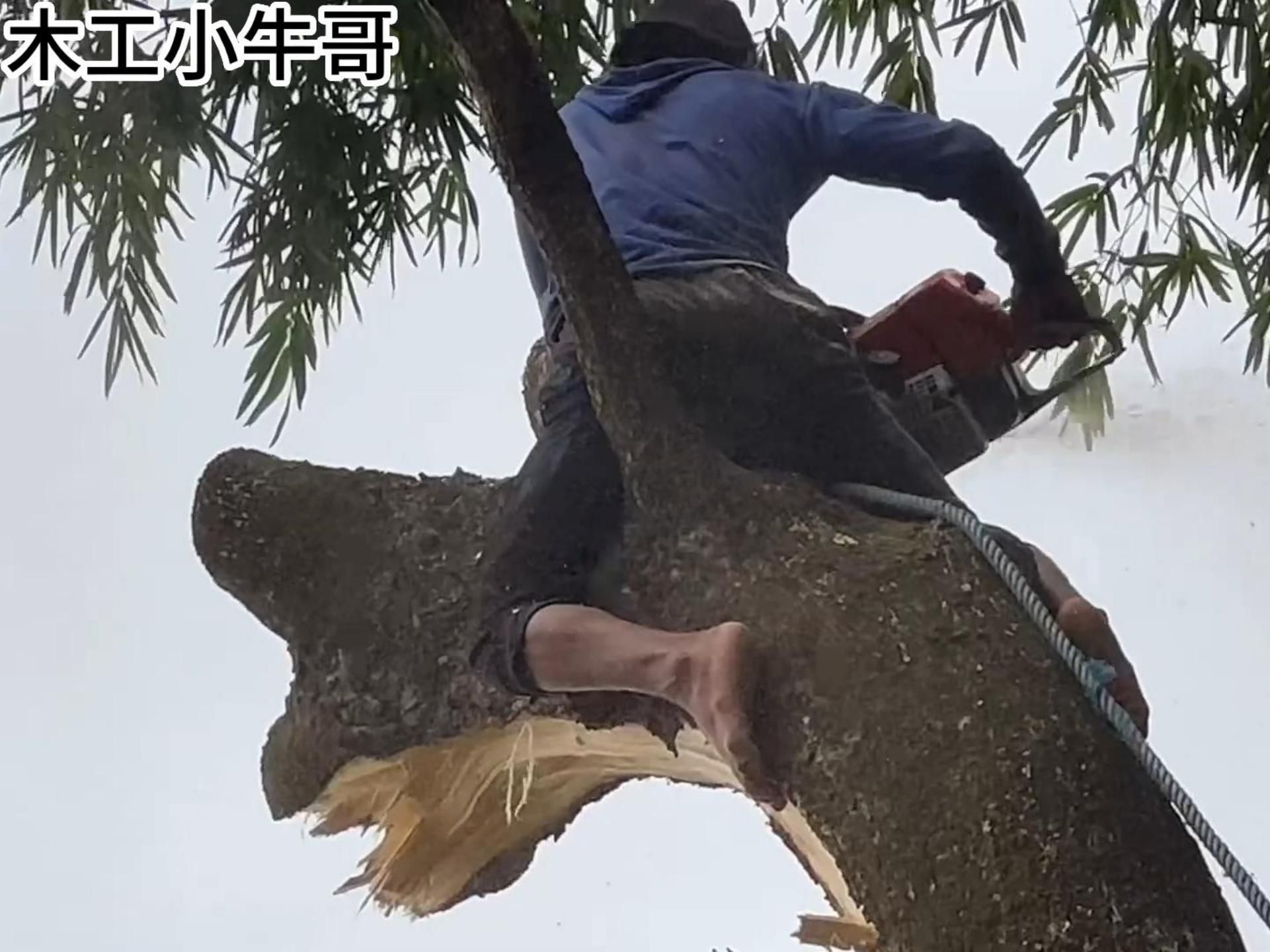 砍伐河岸边的一棵特伦贝西树