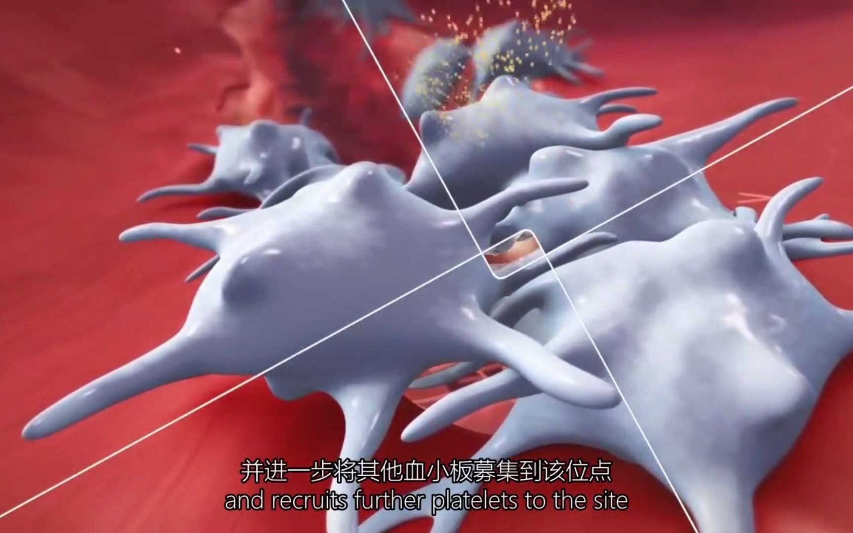 【3D医学动画】当你的血管损坏时,你的血小板会立刻做出反应,治疗你...