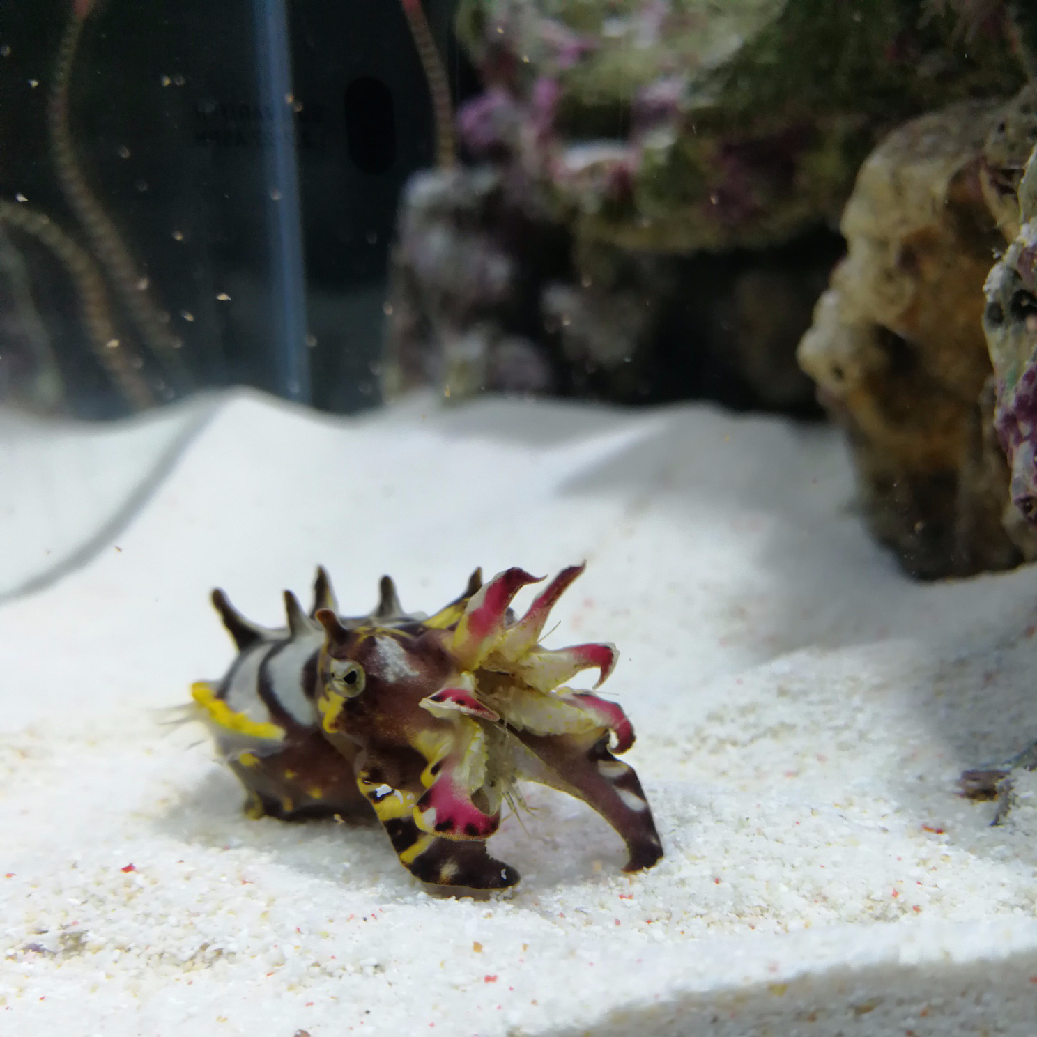 虾虎爱好者 