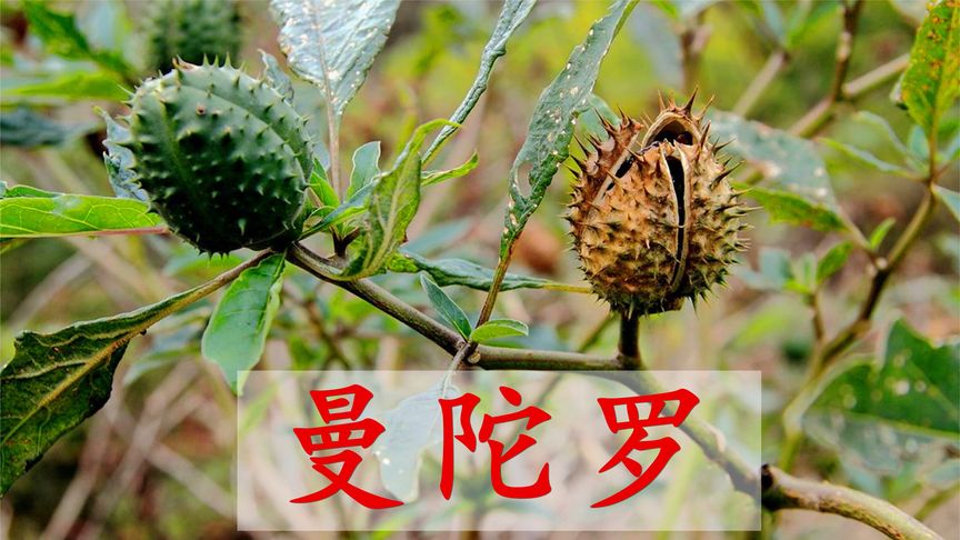 一闻就醉,蒙汗药的原材料?曼陀罗成熟以后更可怕,不要招惹它