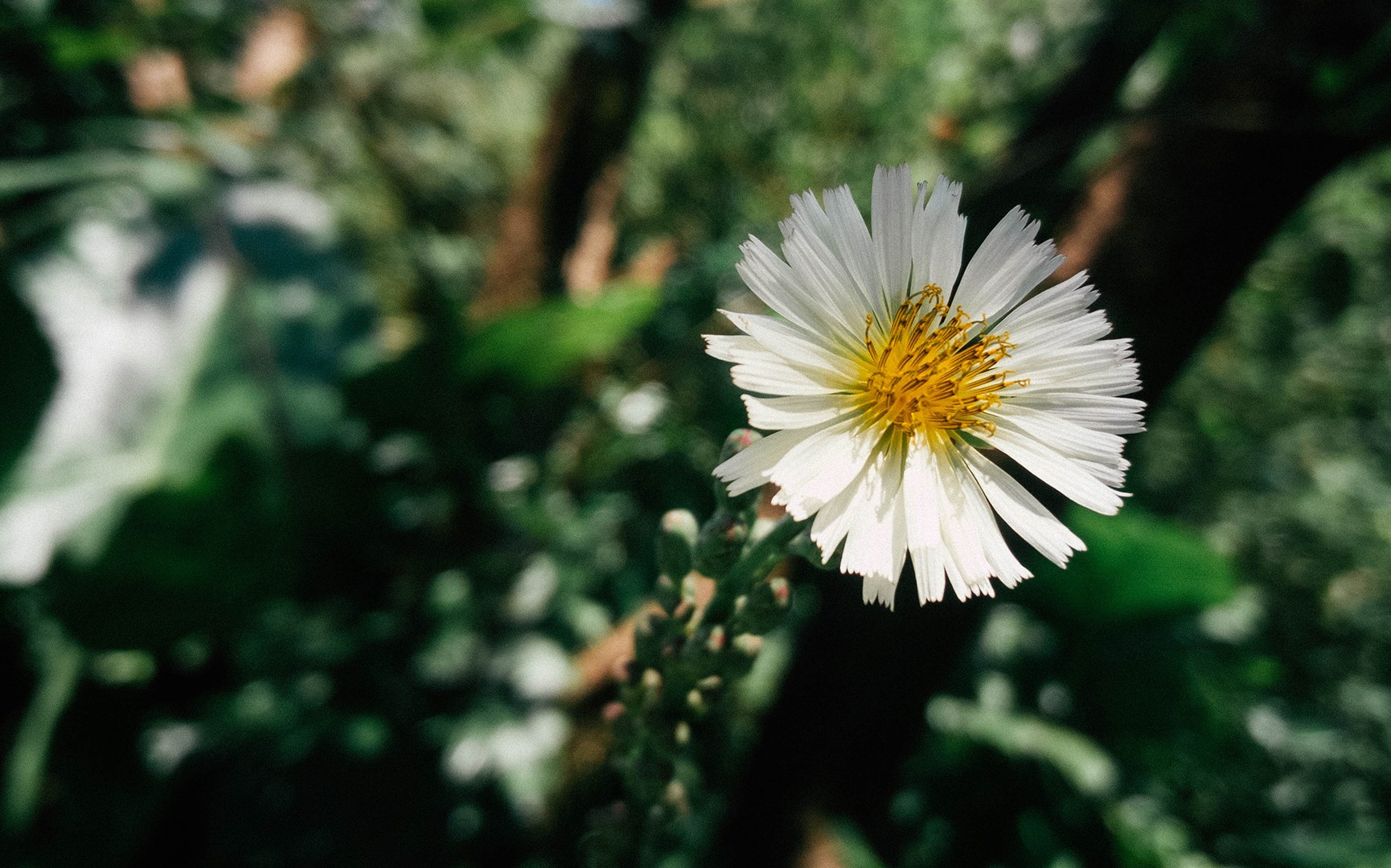 【搞机】一加3T更新9.0第一版尝鲜