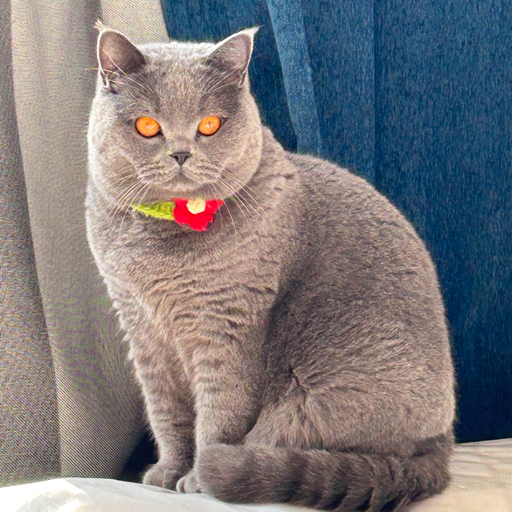 六六是只小胖猪 