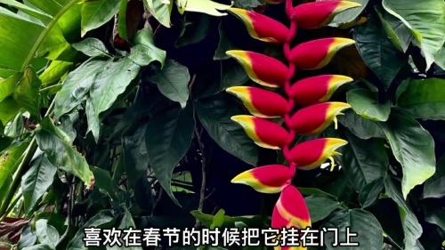 来到热带植物园,大家多关注下雨林下层的植物喔