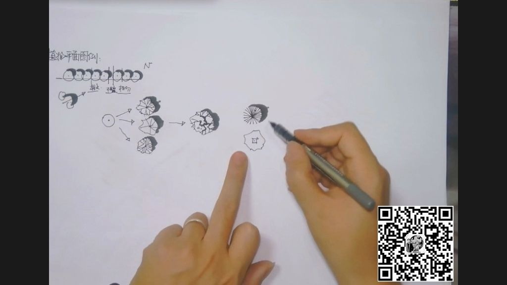 图解园林——植物平面图的画法