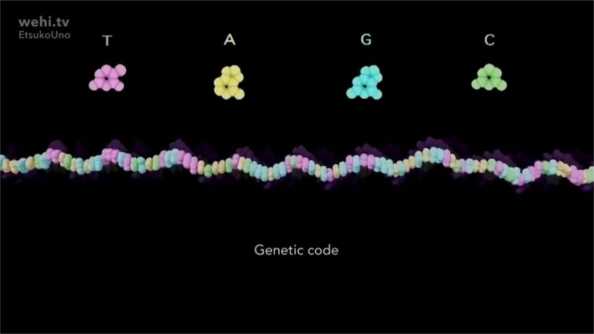DNA复制全过程,简直是造物主的杰作,超级震撼!
