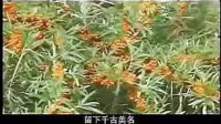沙棘神奇功效与作用 标清