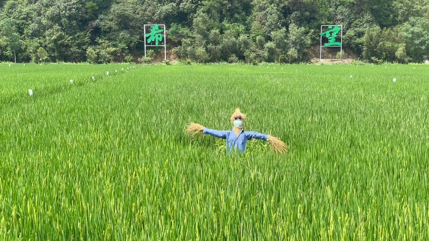 #硬核防疫 就是连稻草人都不放过ߘ�#稻田 #乡野田间 #治愈系风景