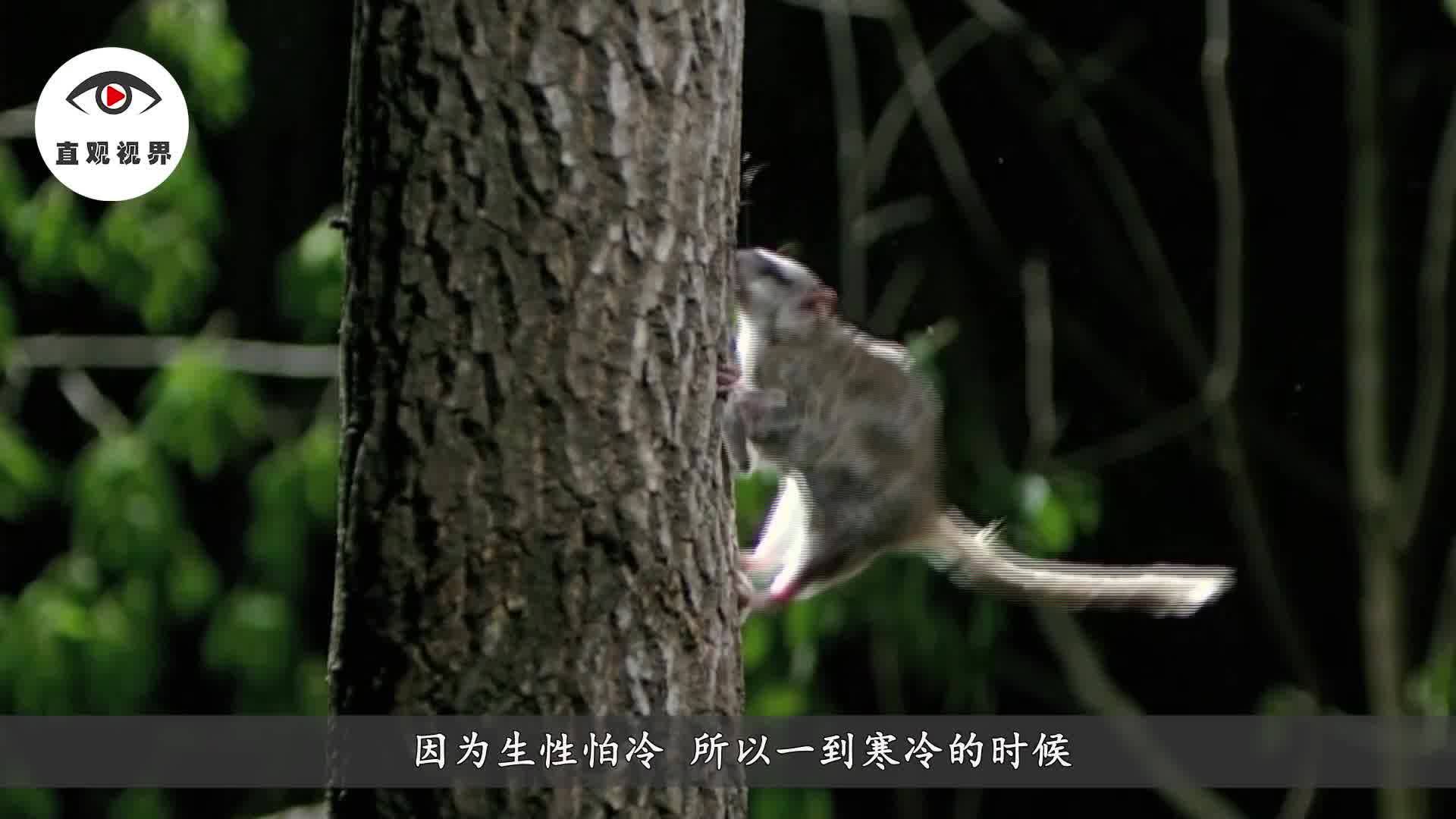 寒号鸟到底是什么动物?看到原型后,网友大呼简直萌化了!