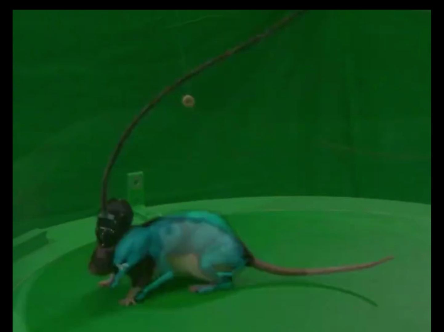 AI模仿动物大脑活动,预判老鼠行为