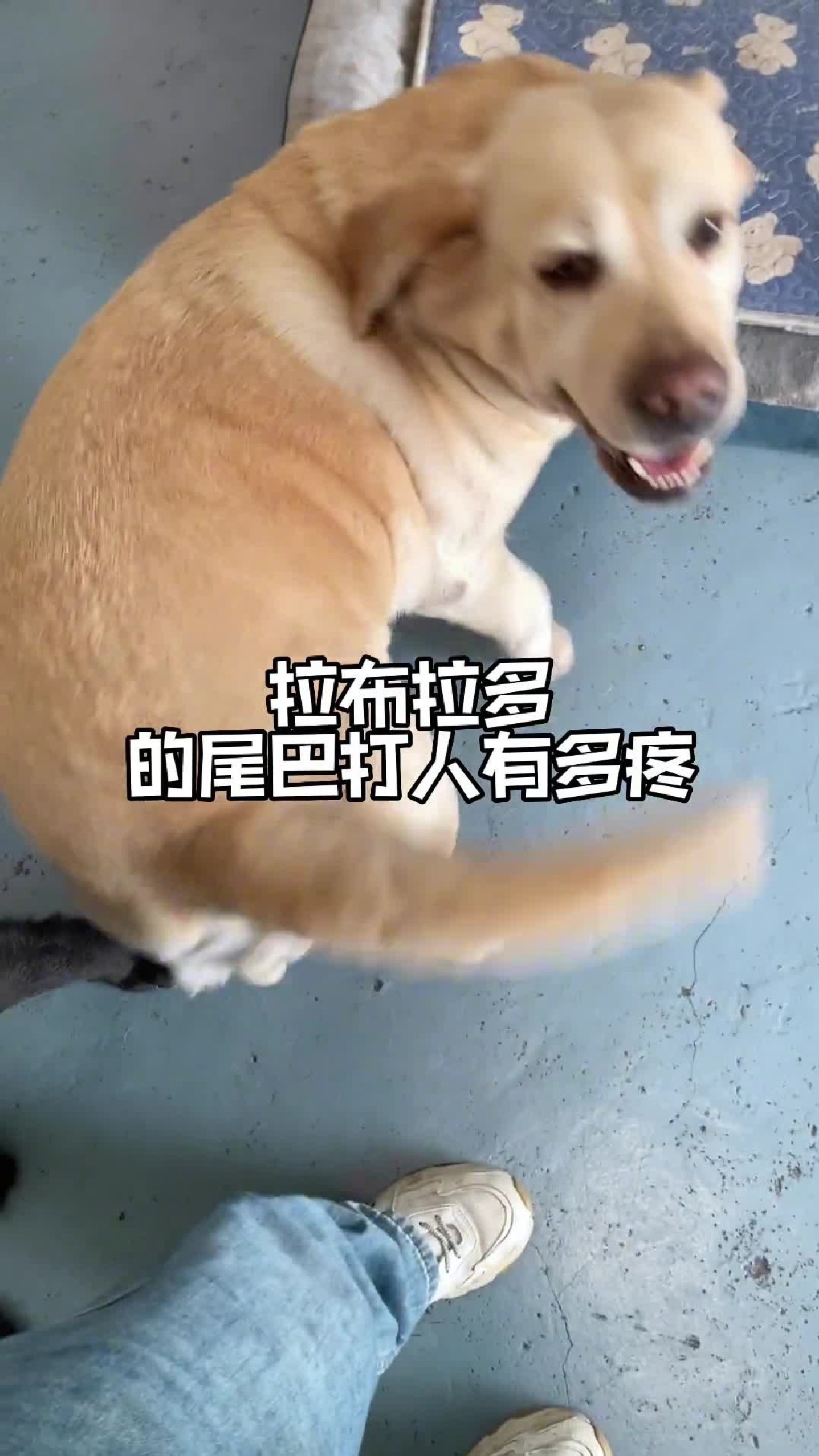 一天到晚家里叮叮哐哐咚咚的,是不拆家,家具都是被尾