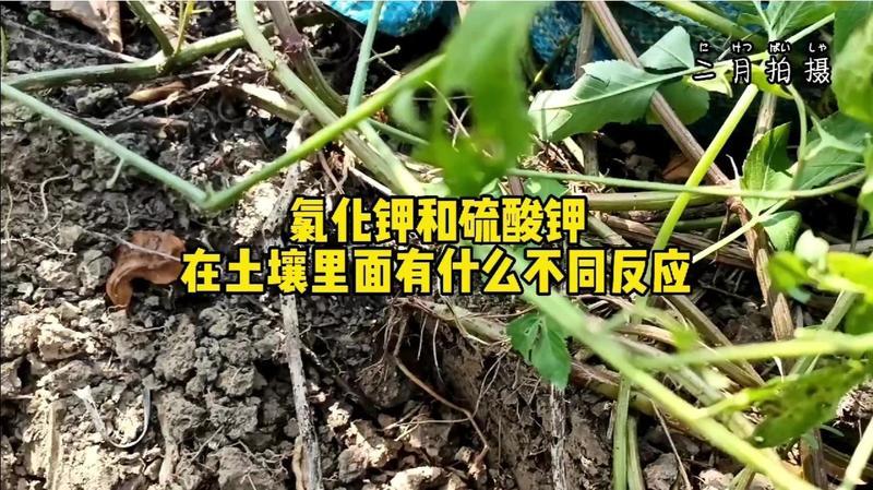 氯化钾和硫酸钾到土壤里面,会有什么不同反应