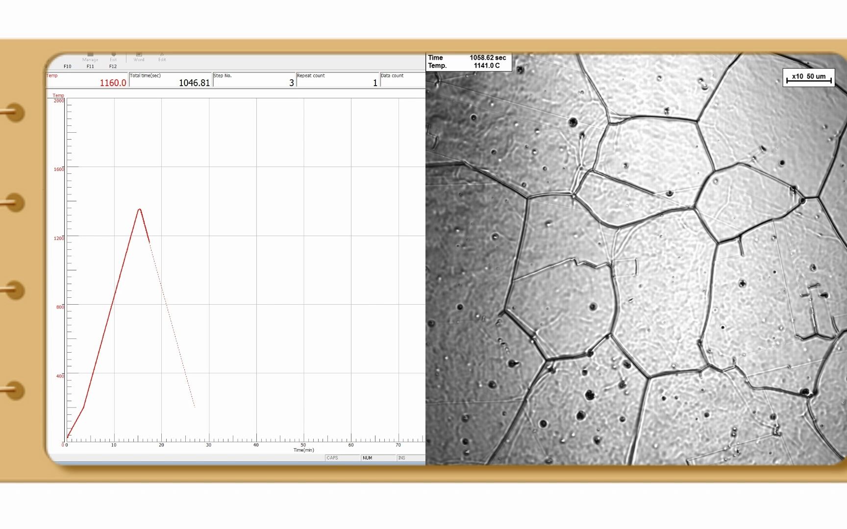 显微镜下的微观世界