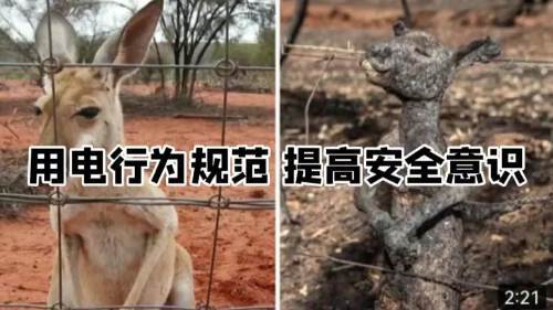 动物触电瞬间合集,遵守用电行为准则,提高安全用电意识!