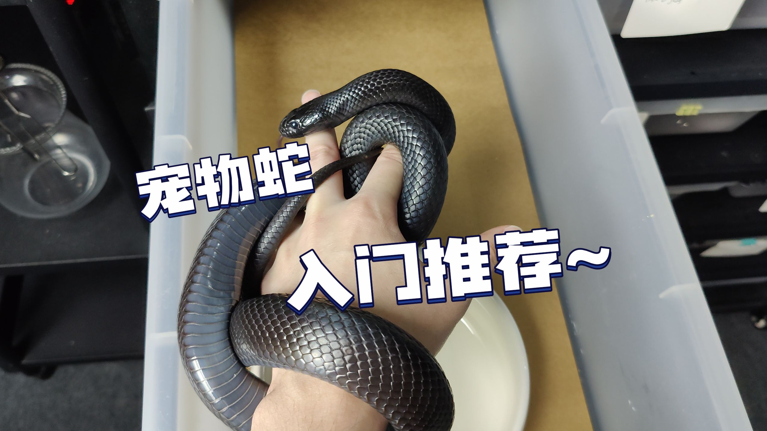 萌新必看宠物蛇推荐排行,避免踩坑