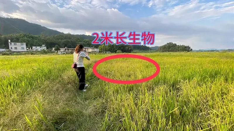 表妺在农田干活发现2米长生物,被吓得哇哇大叫,拍给大家看一下