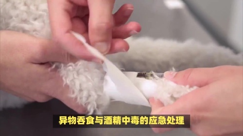 宠物突发状况应对:异物与酒精中毒的急救方法与注意事项