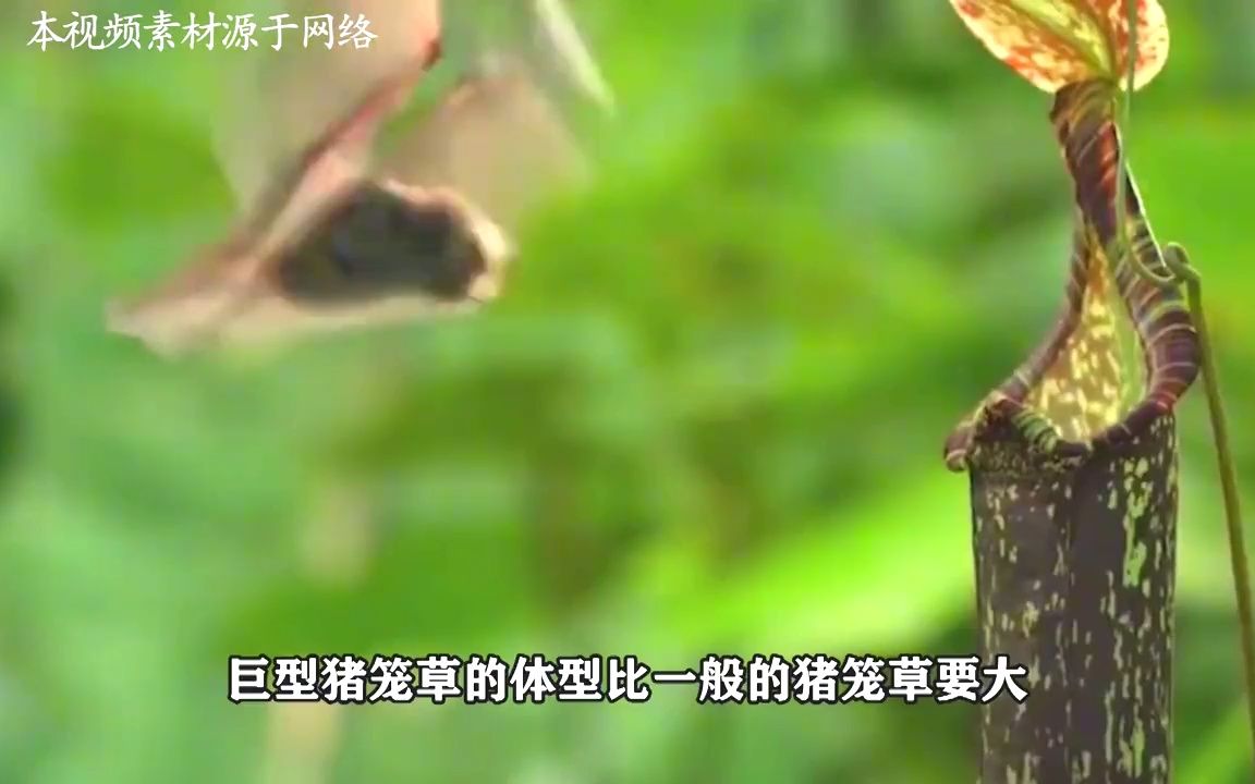 植物界十种“杀手”,常见且致命!最可怕的竟在我们身边!