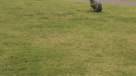 自由雨伞
