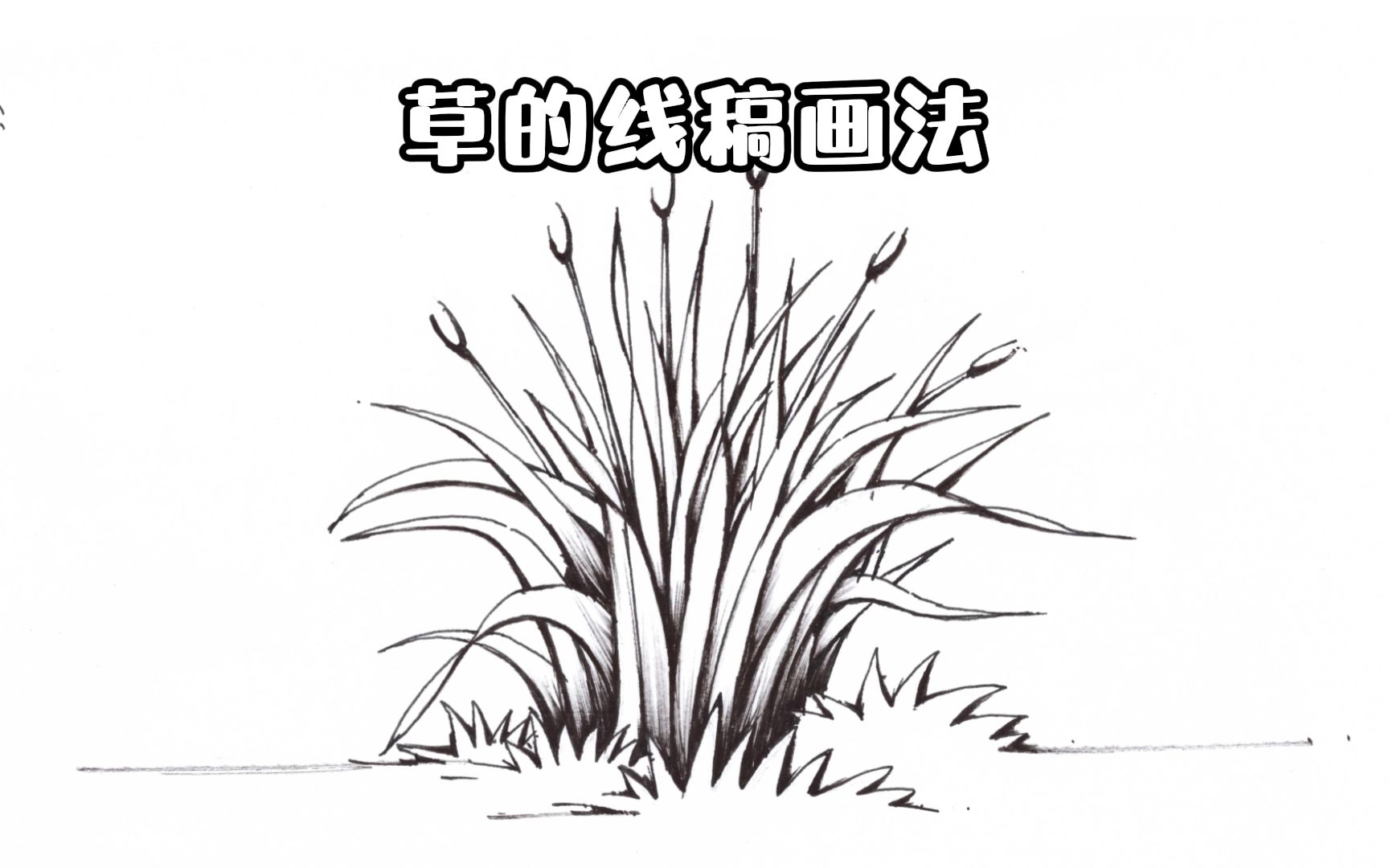 【手绘线稿】草的手绘教程来了,10分钟带你画出大自然的草!