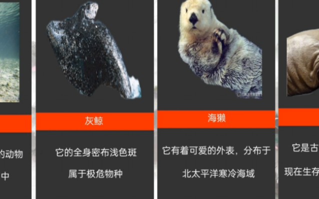 海洋里的十大珍稀动物