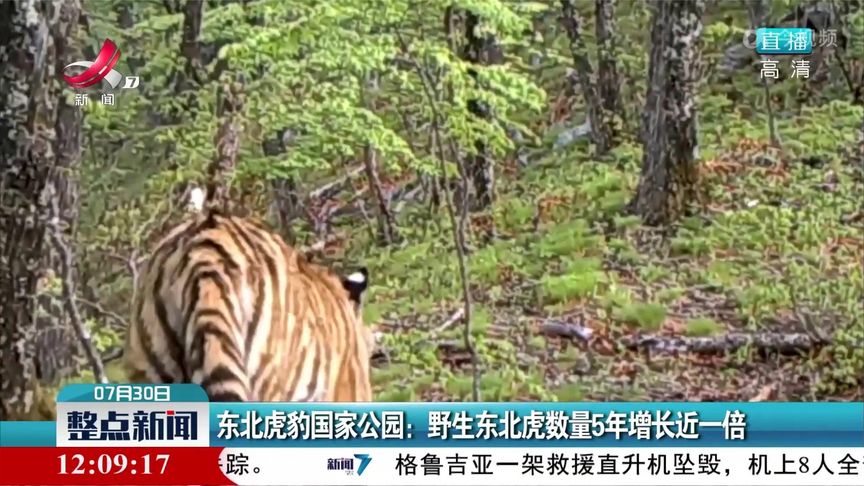 东北虎豹国家公园:野生东北虎数量5年增长近一倍