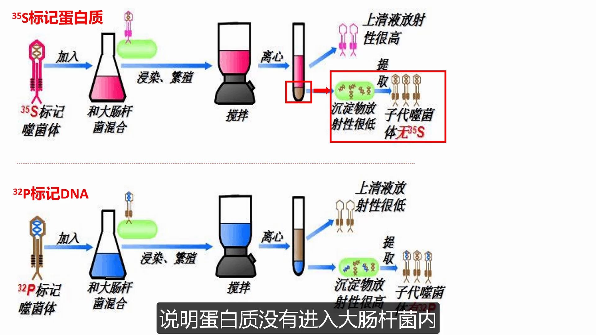 噬菌体侵染细菌的实验(吴惠剑 )
