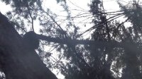 长白山野生平盖灵芝 林芝 灵芝 抗癌 抗肿瘤 提高免疫力