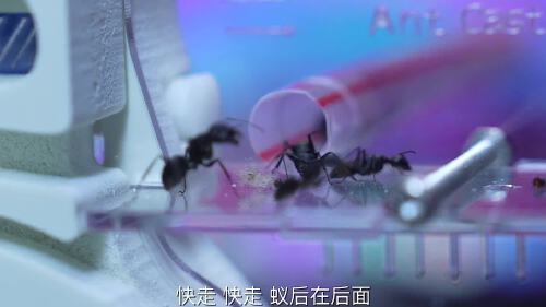 桌面摆件不如养个活物,蚂蚁城堡了解一下,一看一整天