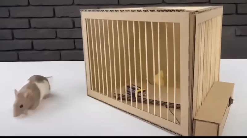 手工diy 动手制作 有趣 捕鼠器自制 制作过程