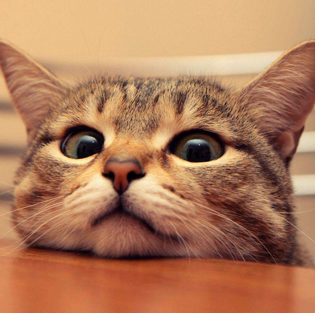 不会起名字潜水艇 