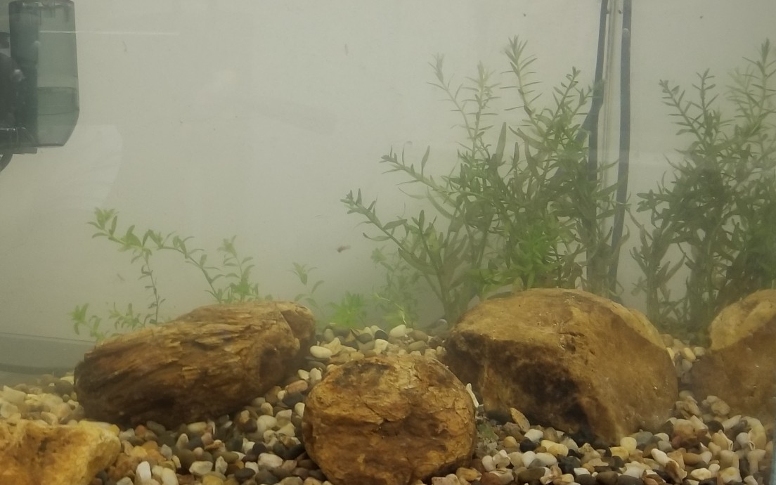 反冲式过滤水草缸