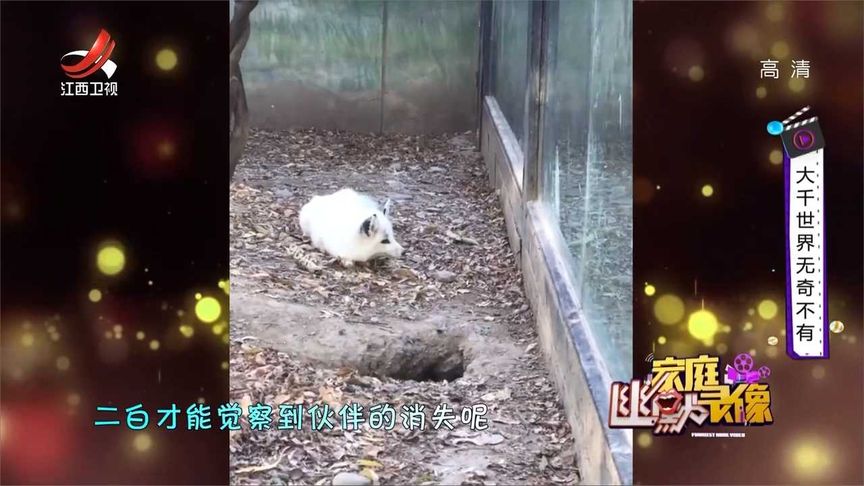 大狗被小狗咬了,哭得喘不上气,可怜又好笑