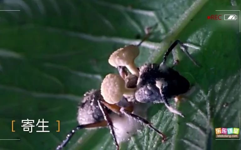 八年级上册生物微课5-4 第八期 细菌和真菌引起动植物和人患病