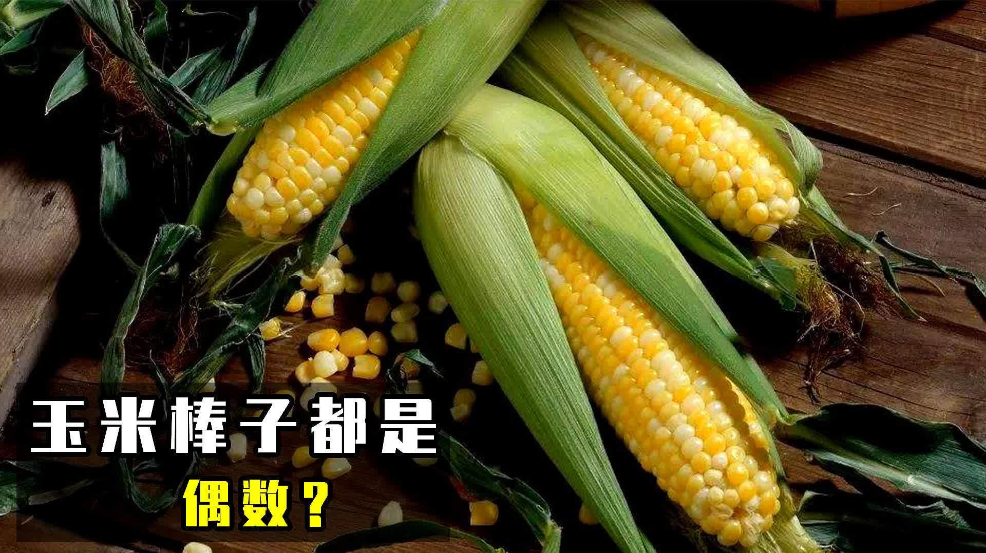 玉米粒为什么都是偶数排列?