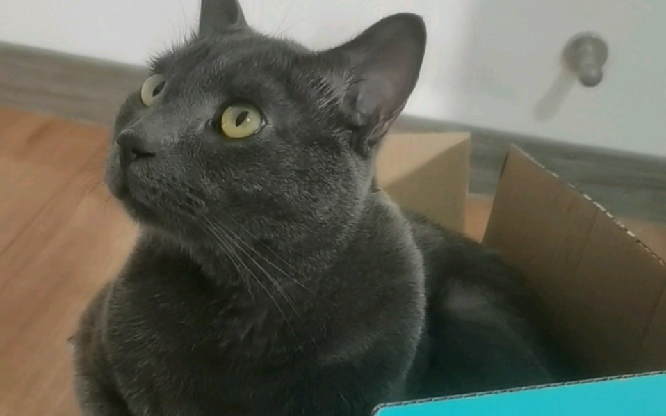 阿基米喵曾说过:给我一根针眼,我能穿过整个地球～猫猫是不是对自己...