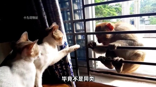 为了和猫咪交朋友,窗外的猴子,想尽了办法