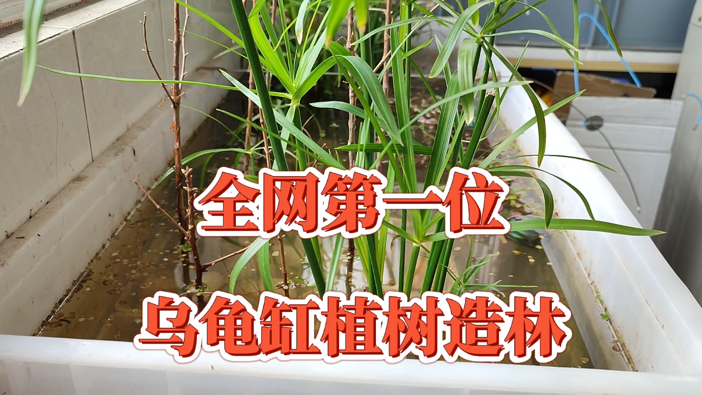 乌龟缸里植树造林,全网第一人,乌龟缸种树,再也不怕乌龟破坏植物了,...