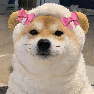 小春不吃芥末 