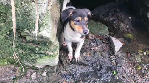 营救一只被困在下水道里的流浪狗,获救后的狗狗很可爱