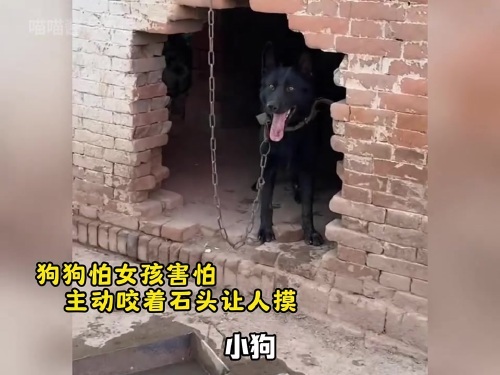 谁能拒绝乖巧又懂事的修狗呢