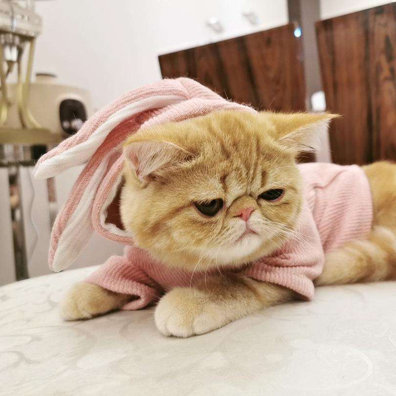 胡笳的猫 