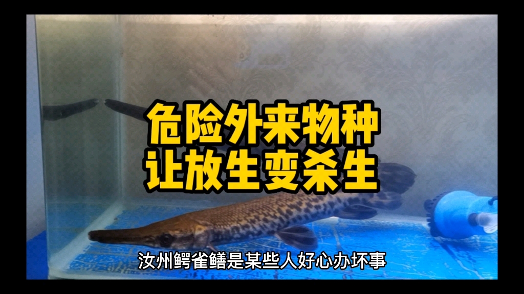 除了鳄雀鳝,还有哪些危险外来物种,属于放生就是杀生?