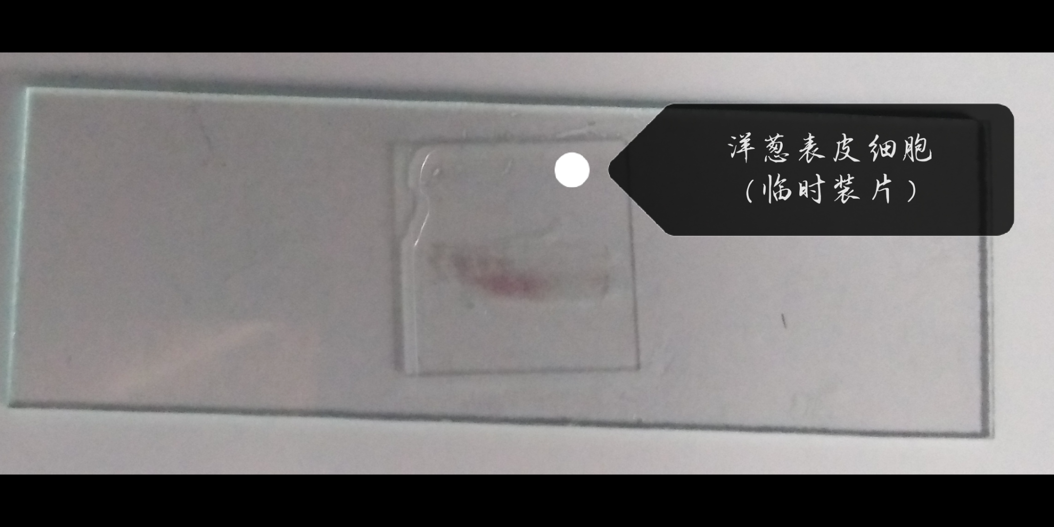 显微镜下观察洋葱表皮细胞