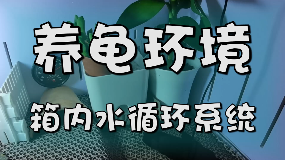 养龟箱内自动水循环系统